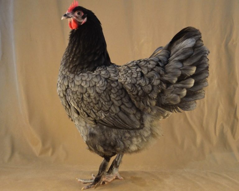 Langshan Chicken - Breed Profile - Backyard Poultry